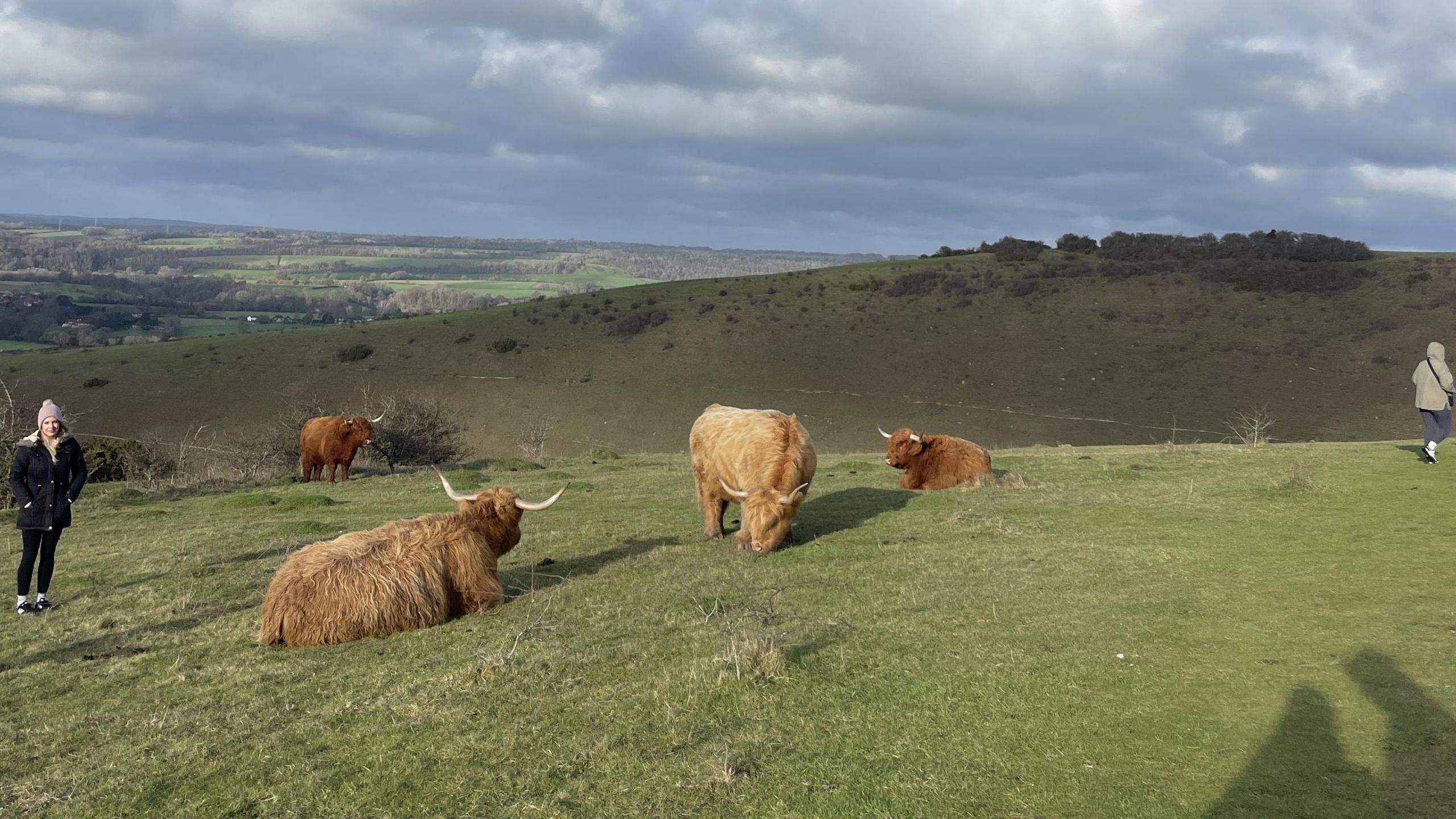 Why have Hamspshire Highland cows become a viral sensation? - BBC News