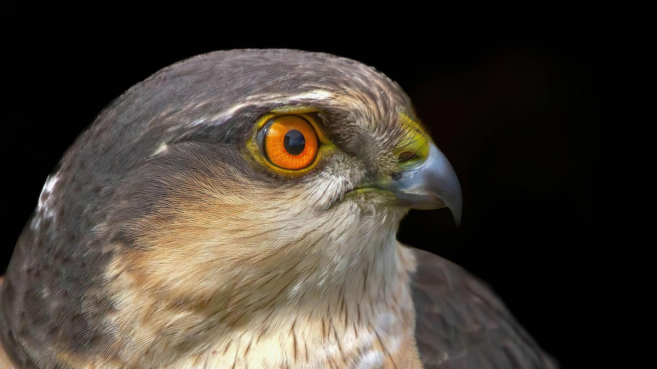 Oriel: Bywyd gwyllt Cwm Elan - BBC Cymru Fyw