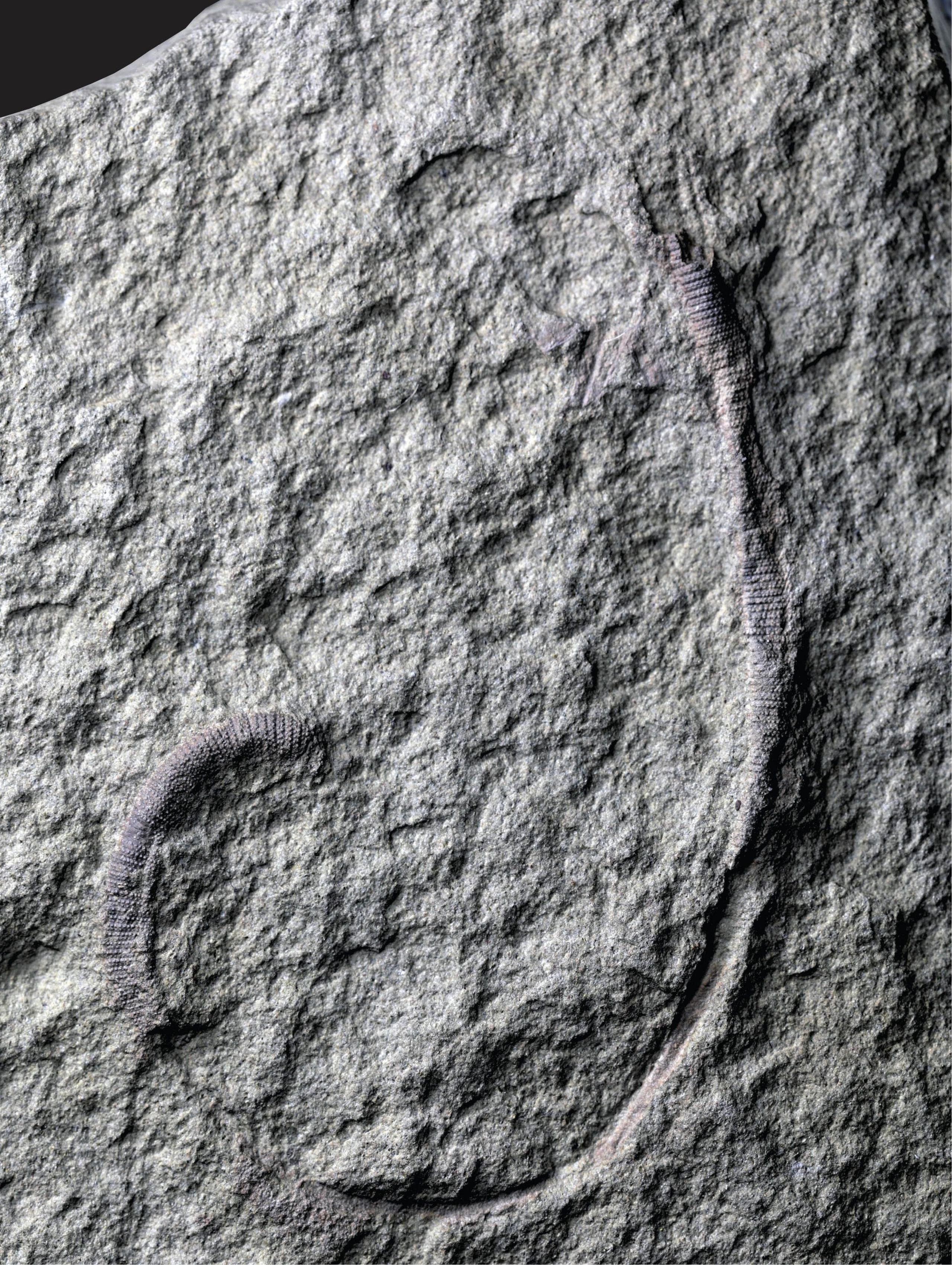 Ancient worm had 'retractable throat' and 'hooks on its head' - BBC ...