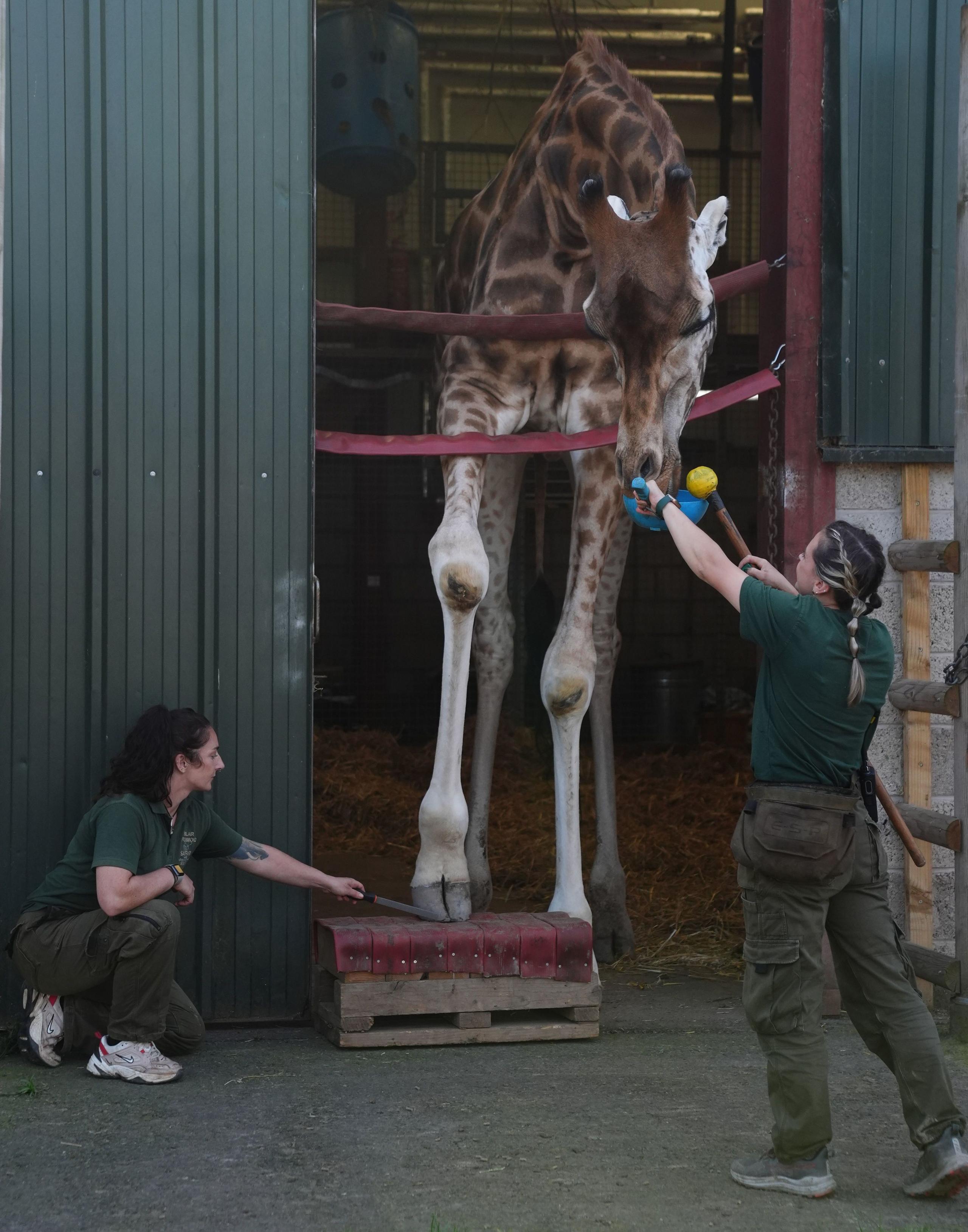 Blair Drummond Safari Park giraffes get special health check help - BBC ...