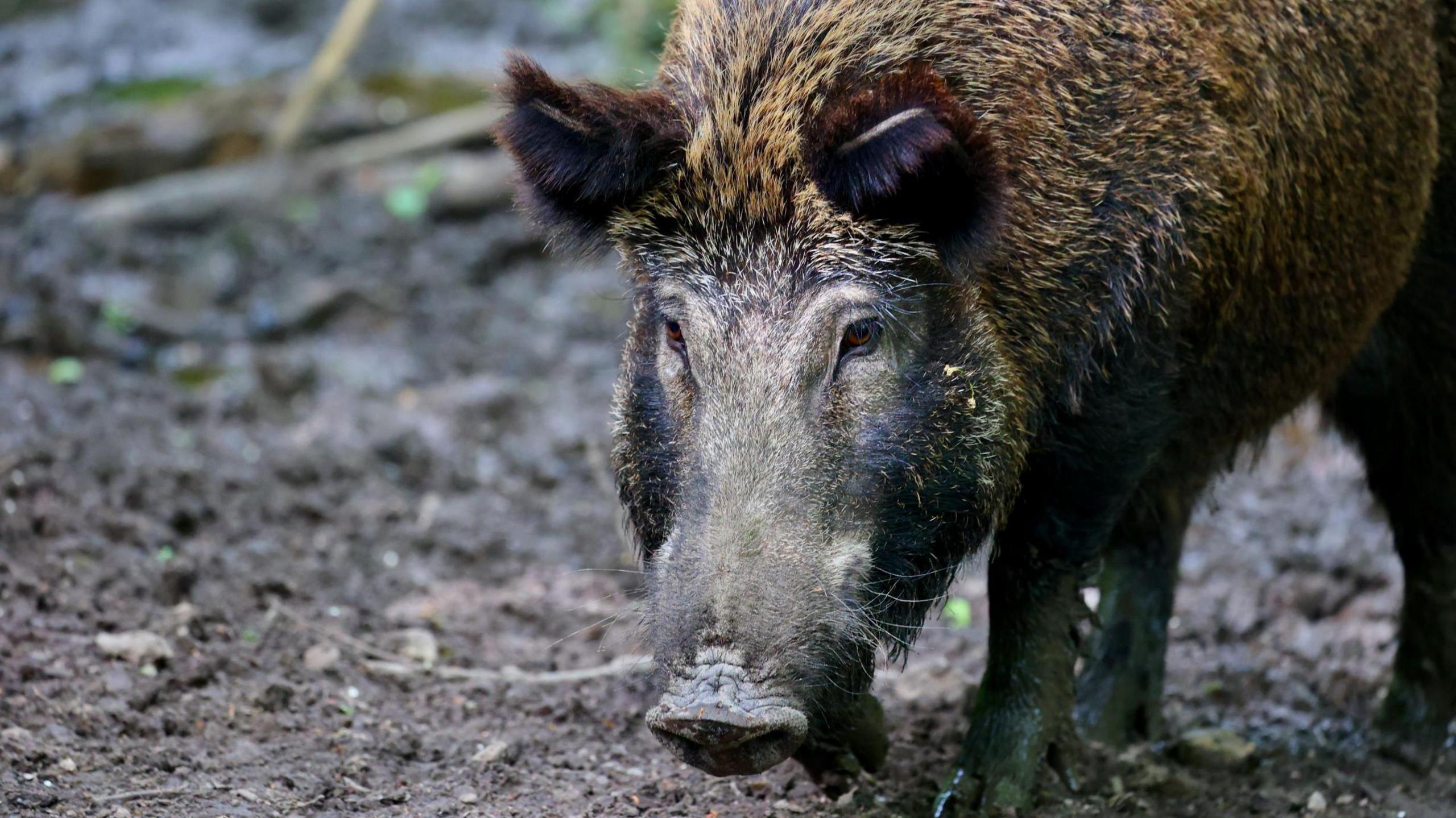 Scotland needs new approach to deal with feral pigs - report - BBC News