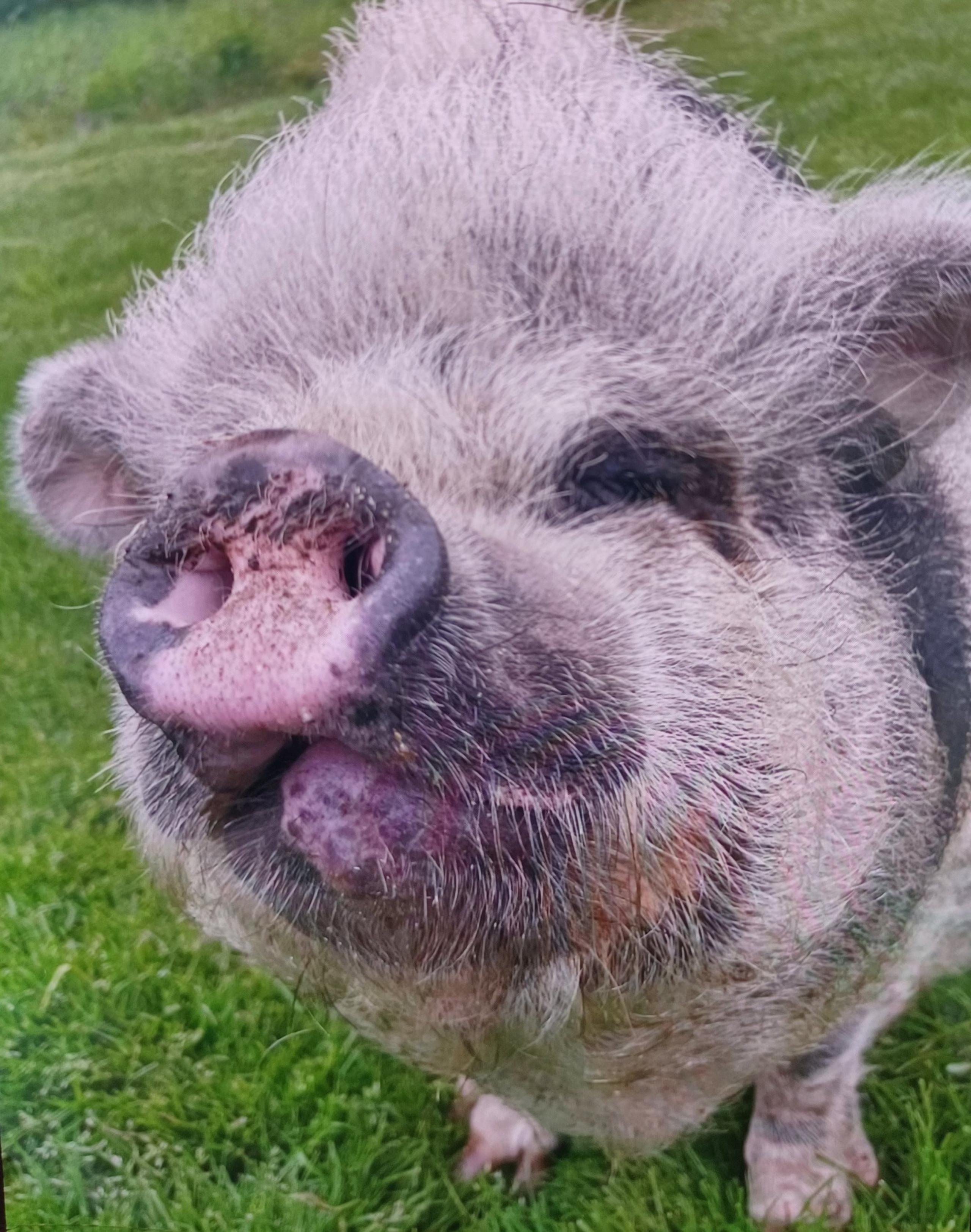 Runaway roaming pig rescued by police using a loaf of bread - BBC Newsround