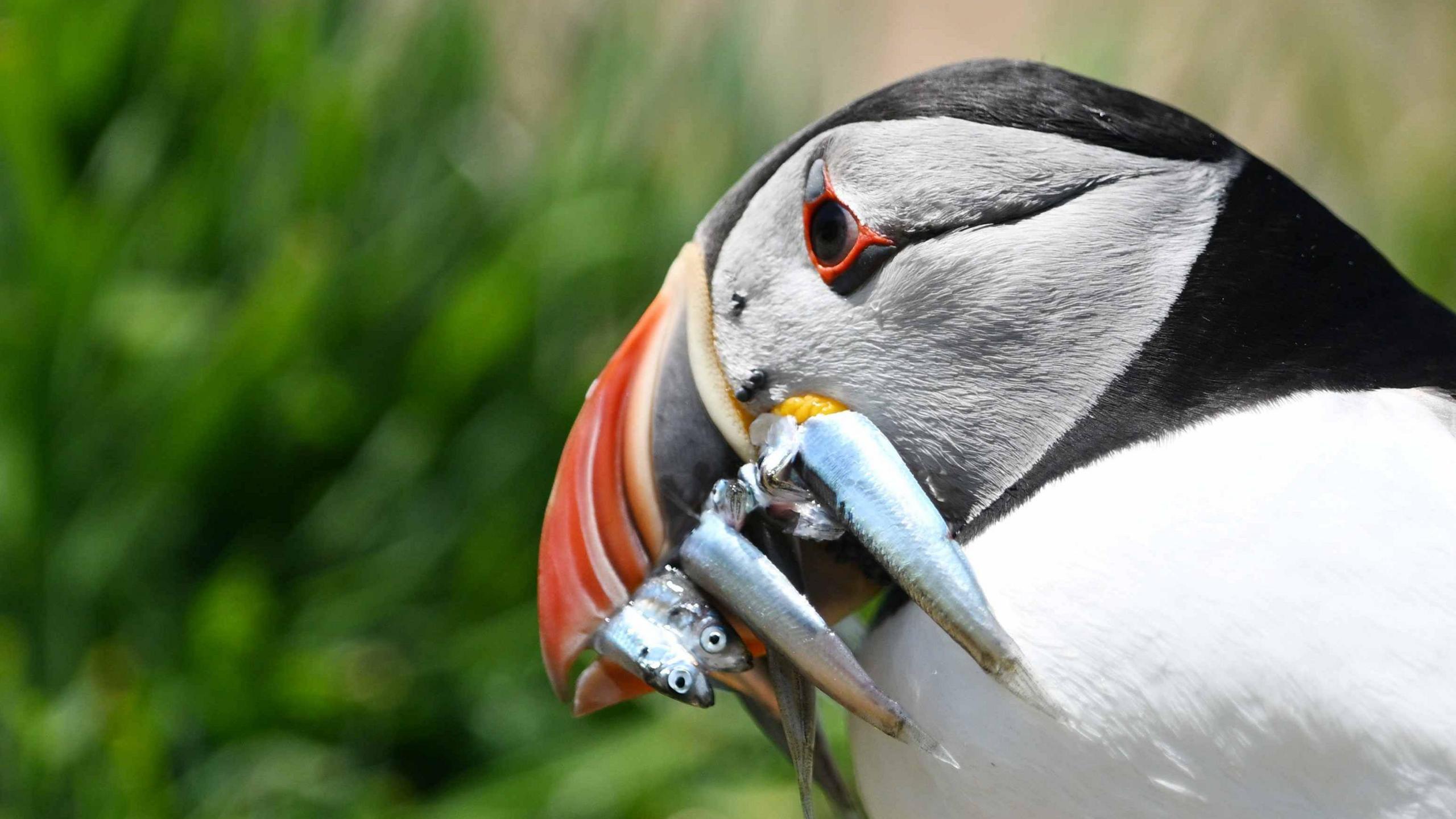 Record Skomer Island puffin count for second year running - BBC News