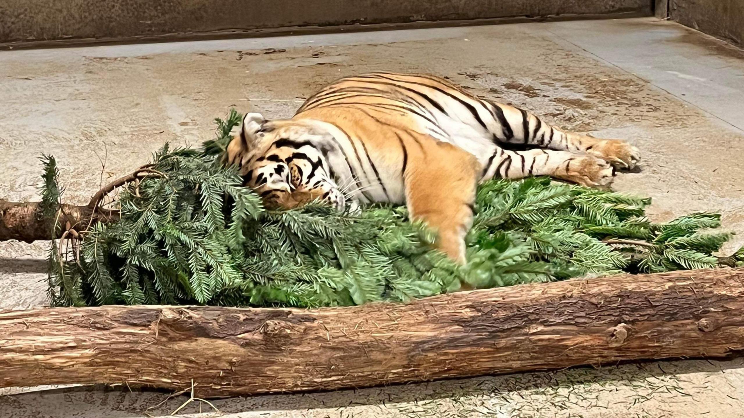 Hull rescue charity helps 'morbidly obese' dog lose weight - BBC News