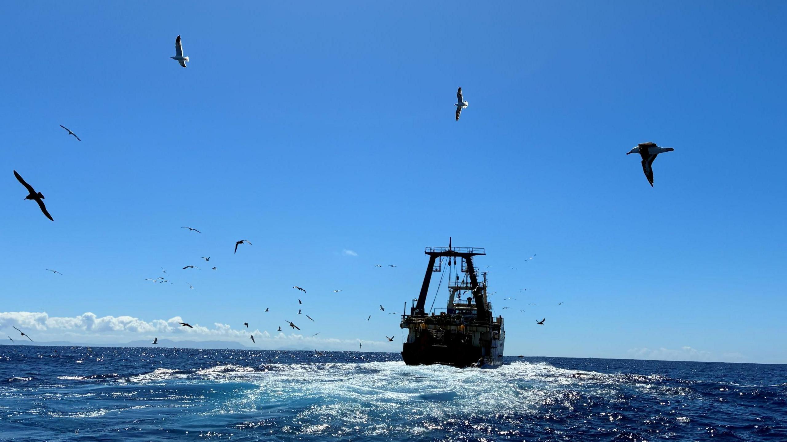 Saving South Africa's threatened albatross from lethal fishing lines ...
