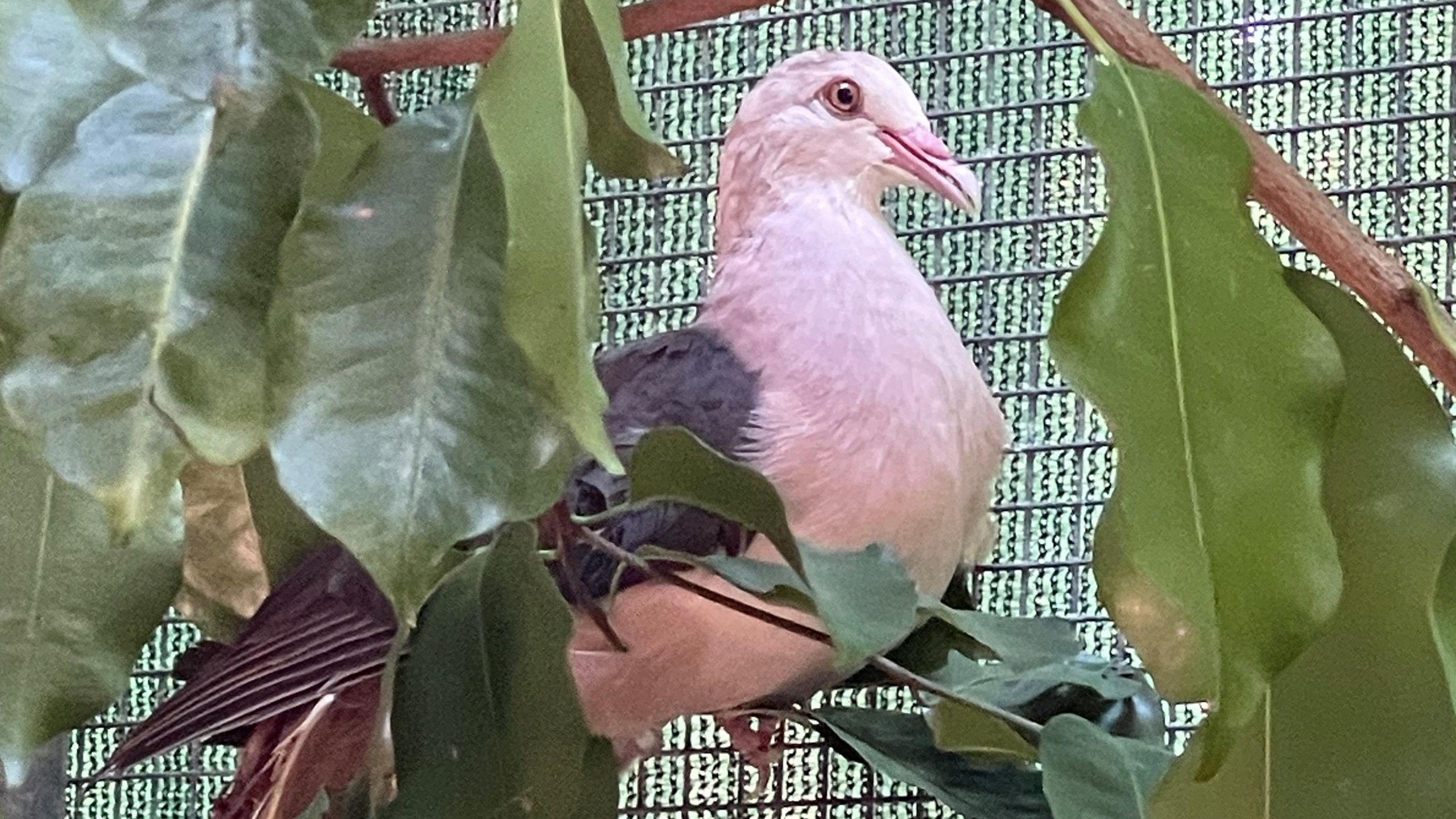 Jersey breeding scheme boosts pink pigeon population - BBC News