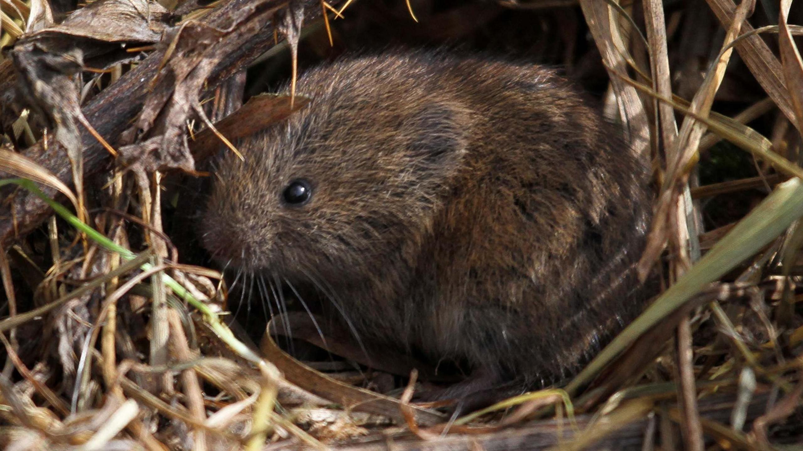 Extreme rainfall and floods devastating South West wildlife - BBC News