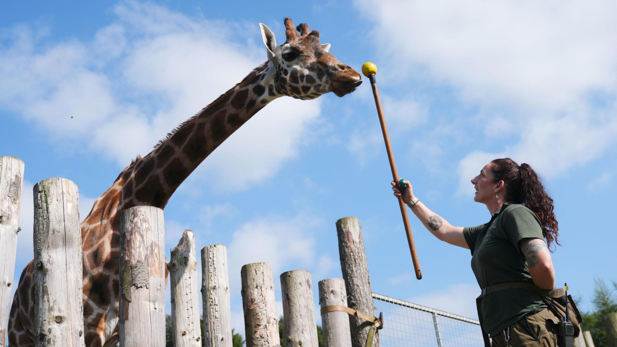 Blair Drummond Safari Park giraffes get special health check help - BBC ...