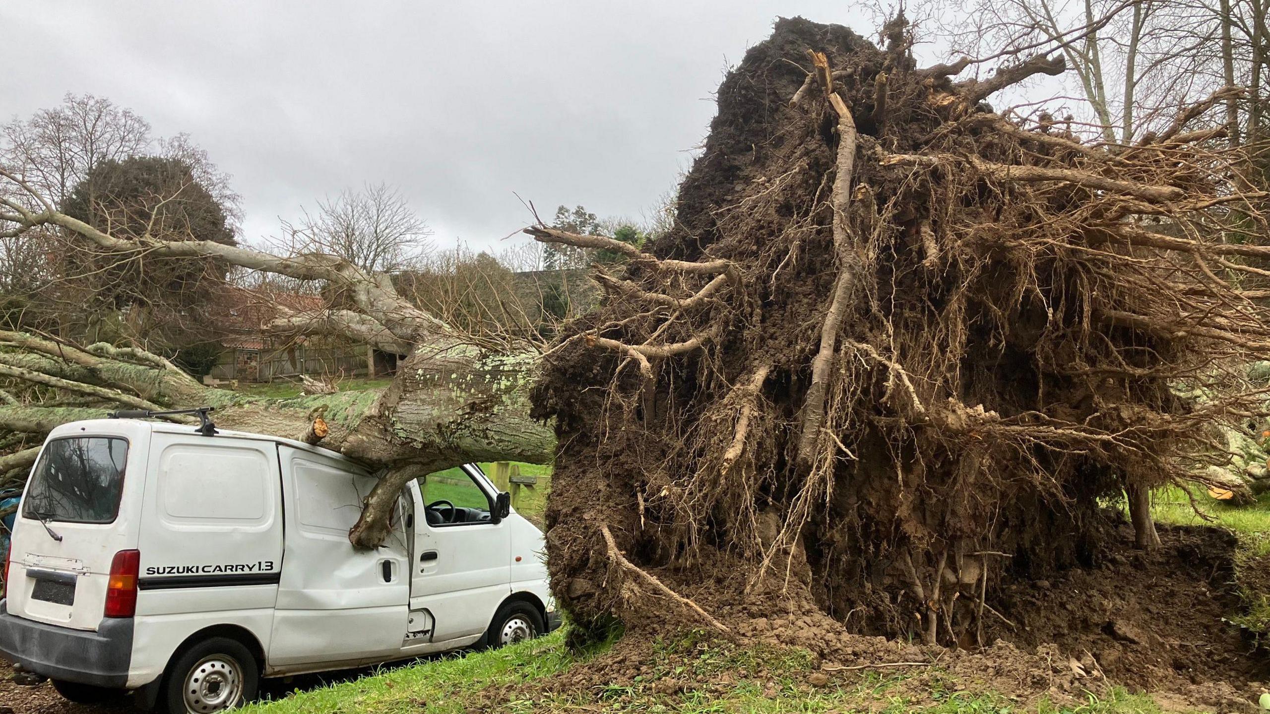 Guernsey public advised to not use unlicensed tree surgeons - BBC News