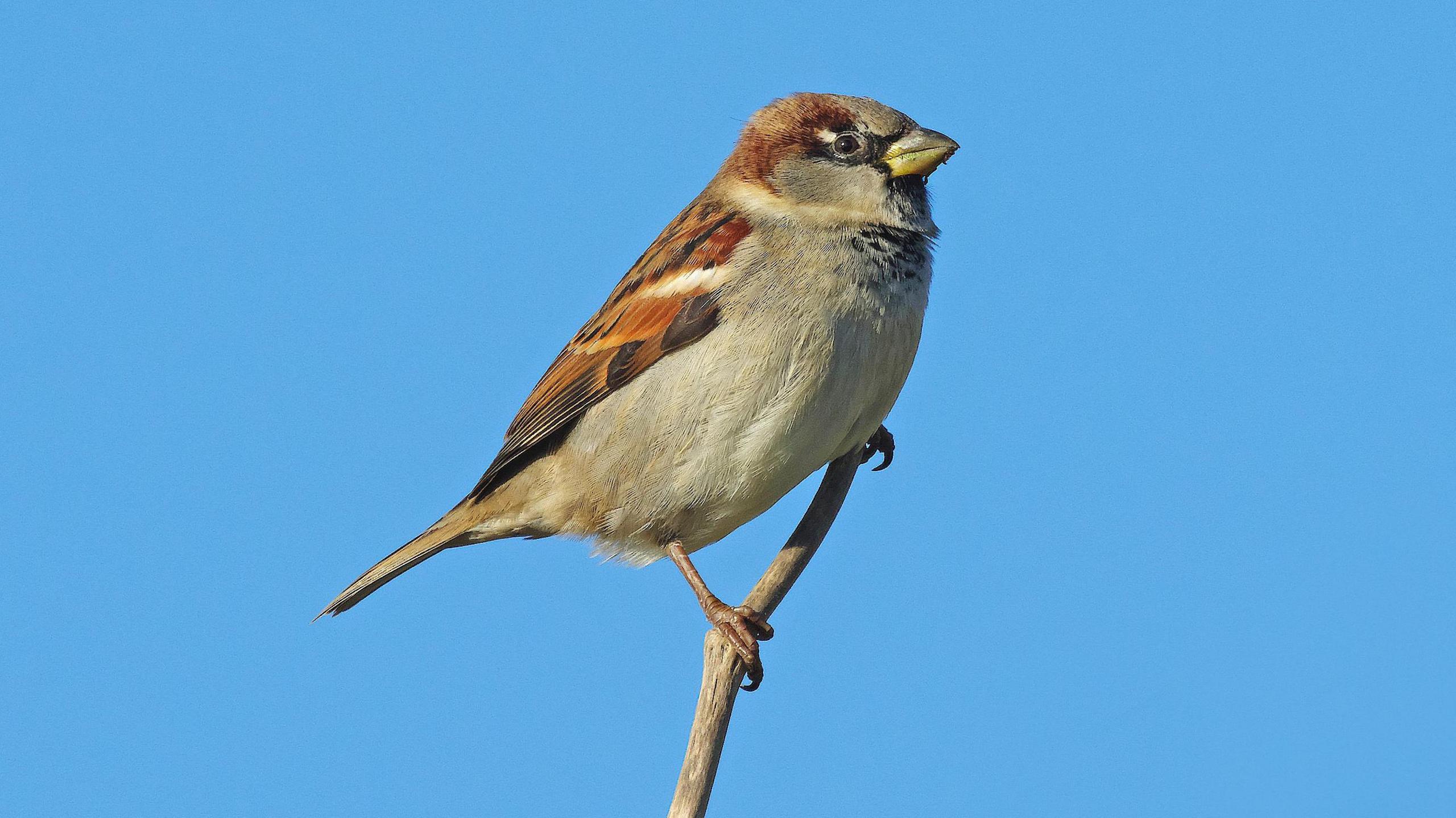 Nas lugha de dhruidean-dubha ann an gàrraidhean na dùthcha a rèir an RSPB - Naidheachdan a' BhBC