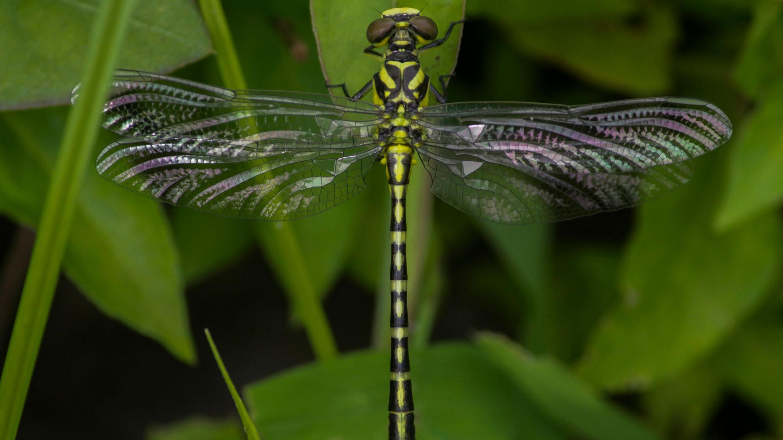 Dragonflies in distress: Scientists sound alarm in India's Western ...