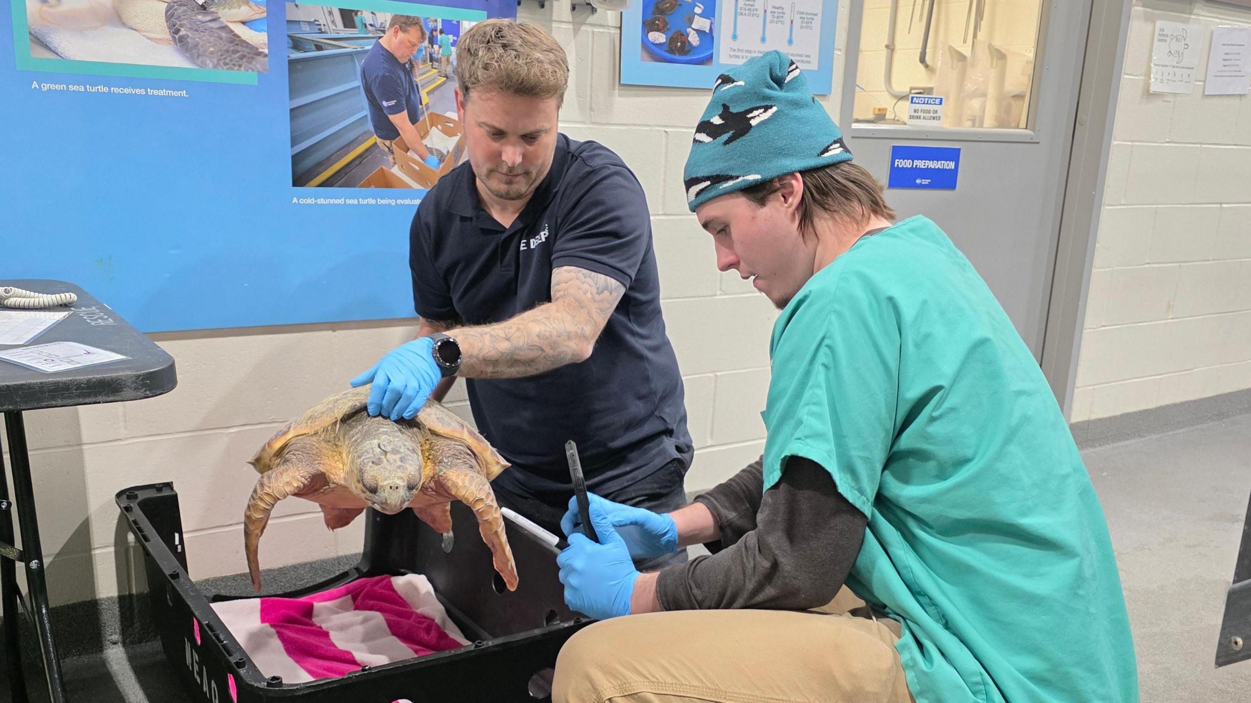 Hull aquarists volunteer to help save endangered sea turtles - BBC News