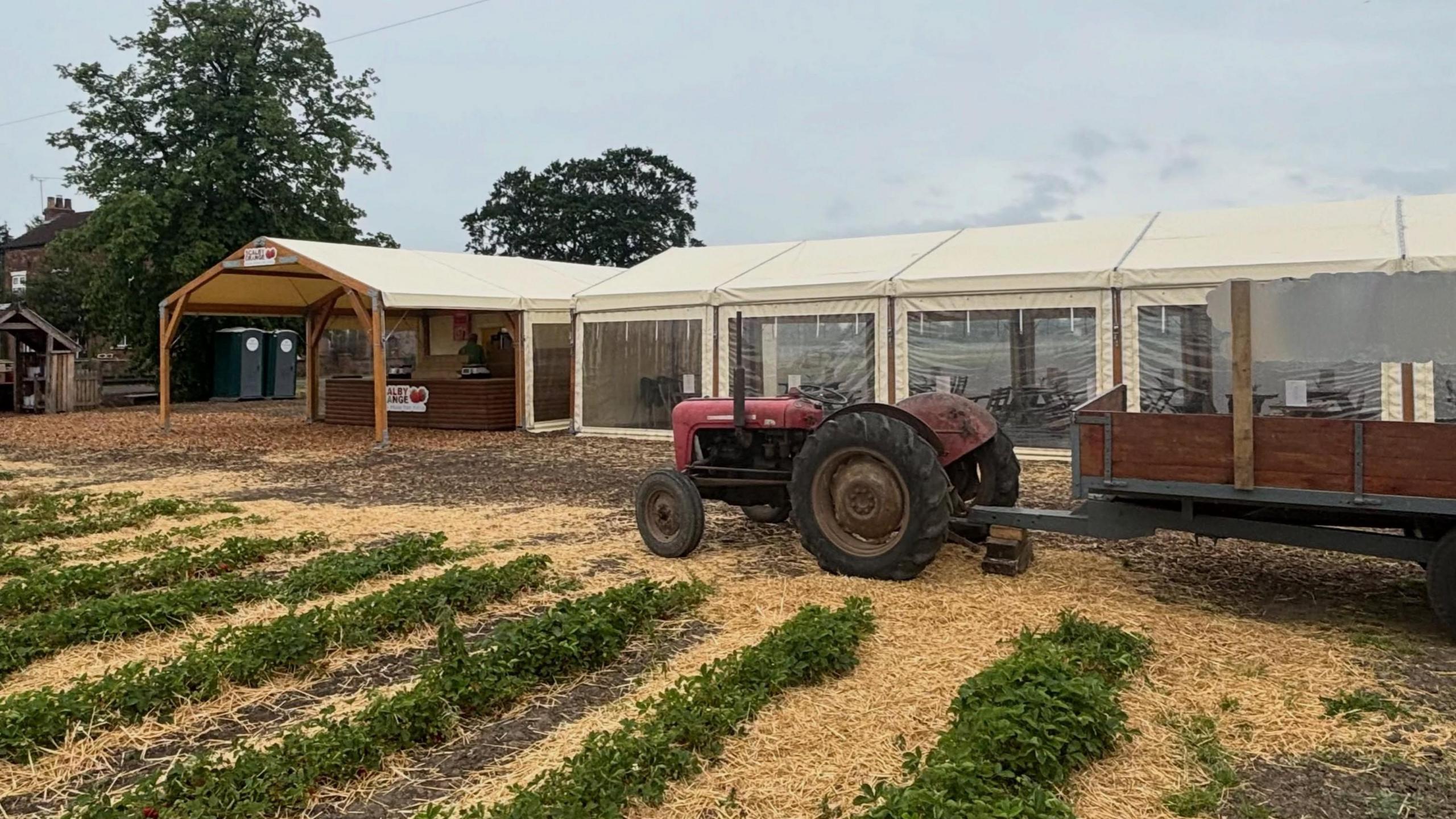 Mixed weather yields sweeter strawberries, growers say - BBC News
