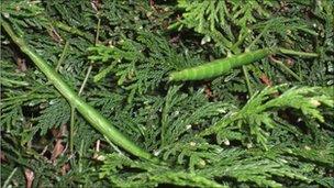 Record stick insect colony found in Cornwall - BBC News