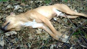 'Bite death' puppy and dog dumped in Aberdeenshire - BBC News