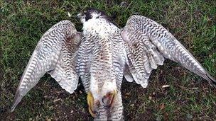 Peregrine falcon shot in Ballater has to be destroyed - BBC News