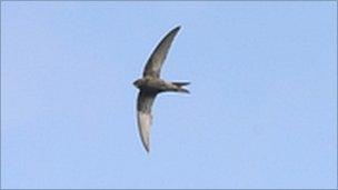 RSPB swift survey tackles falling numbers in London - BBC News