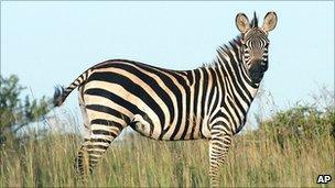 Rwanda profile - Facts - BBC News