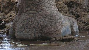 Rhinos' feet tested to see how they support heavy loads - BBC News