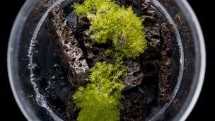 Humble moss helped to cool Earth and spurred on life - BBC News