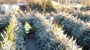 Keele farm has Fraser fir Christmas trees worth £600 stolen - BBC News