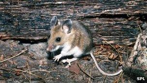 Mouse burrowing 'in their genes' - BBC News