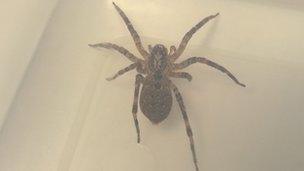 Exotic spider found in Fife fridge - BBC News