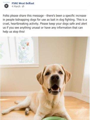 Dog-fighting 'bait' story may be just an urban myth - BBC News