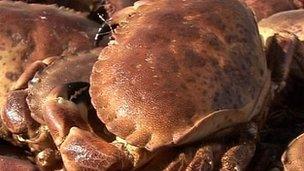 Cromer crab processing returns to Norfolk seaside town - BBC News