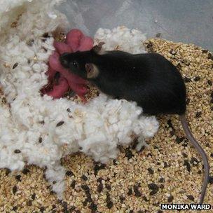 Y chromosome practically obliterated in mice - BBC News