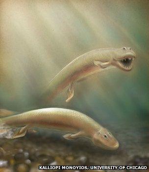 Tiktaalik: Iconic fossil's rear parts described - BBC News