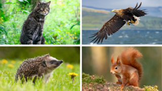 Climate mascot quiz | Blue Peter competition | Environment mascot ...
