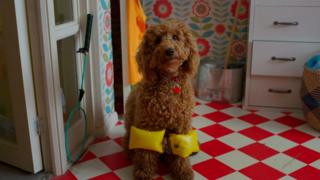 Waffle the Wonder Dog - CBeebies - BBC