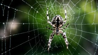Bigger, more venomous species of deadly spider discovered - BBC Newsround