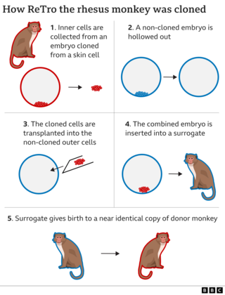 Cloned rhesus monkey created to speed medical research - BBC News
