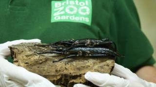Natural History Museum confirms stick insect is male and female - BBC News