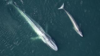 How do whales communicate? - BBC Newsround