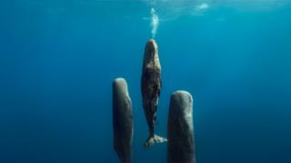 CBBC Animal Hub - CBBC - BBC