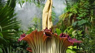 Thousands queue to smell one of the world's stinkiest flowers - BBC ...