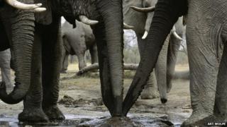 Elephant poaching hotspots identified - BBC News