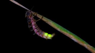 Glow worms: Spectators head to South Downs for breeding season - BBC News