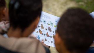 Big Butterfly Count: What it is and how to take part - BBC Newsround