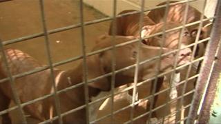 'Shameful' Devon and Cornwall Police halt animal welfare inquiry - BBC News