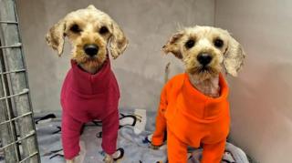 Dogs abandoned: Neglect at crisis record high, says Hope shelter - BBC News