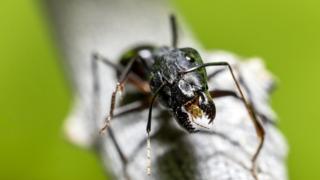 Seven animals that have inspired modern technology - BBC Newsround