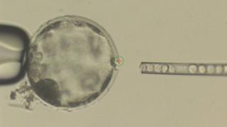 Human-pig 'chimera embryos' detailed - BBC News