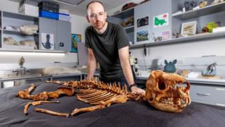Researchers go to extreme lengths to recover Ice Age kangaroo fossil ...