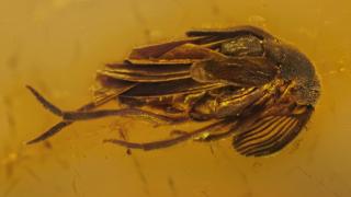 Stunning photos of the ancient insects caught in amber - BBC Newsround