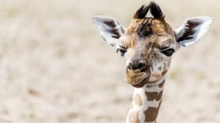 Baby giraffe born with no spots named by the public - BBC Newsround