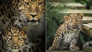 Leopard cub takes first outdoor steps at Yorkshire Wildlife Park - BBC News